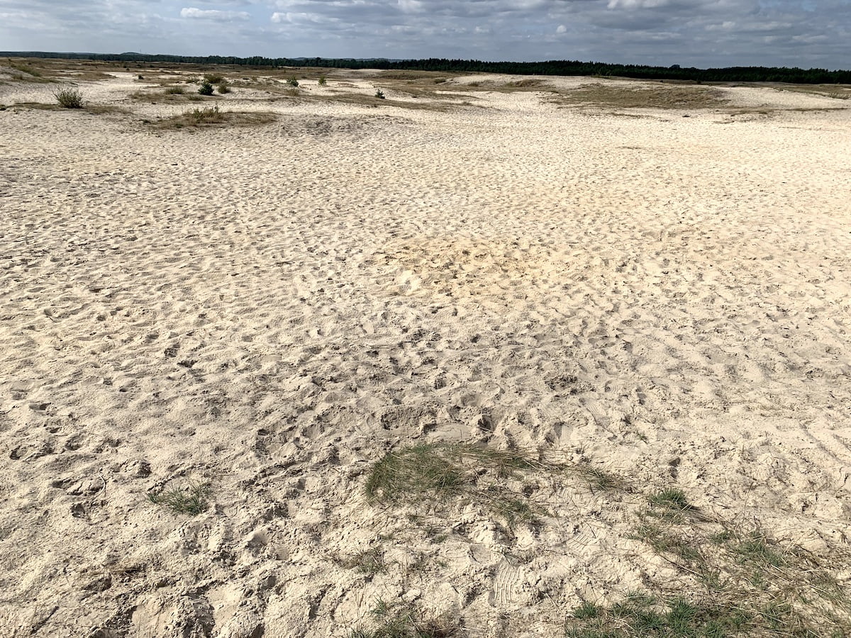 Błędowska Desert - the largest desert in Poland! - tymrazem.pl