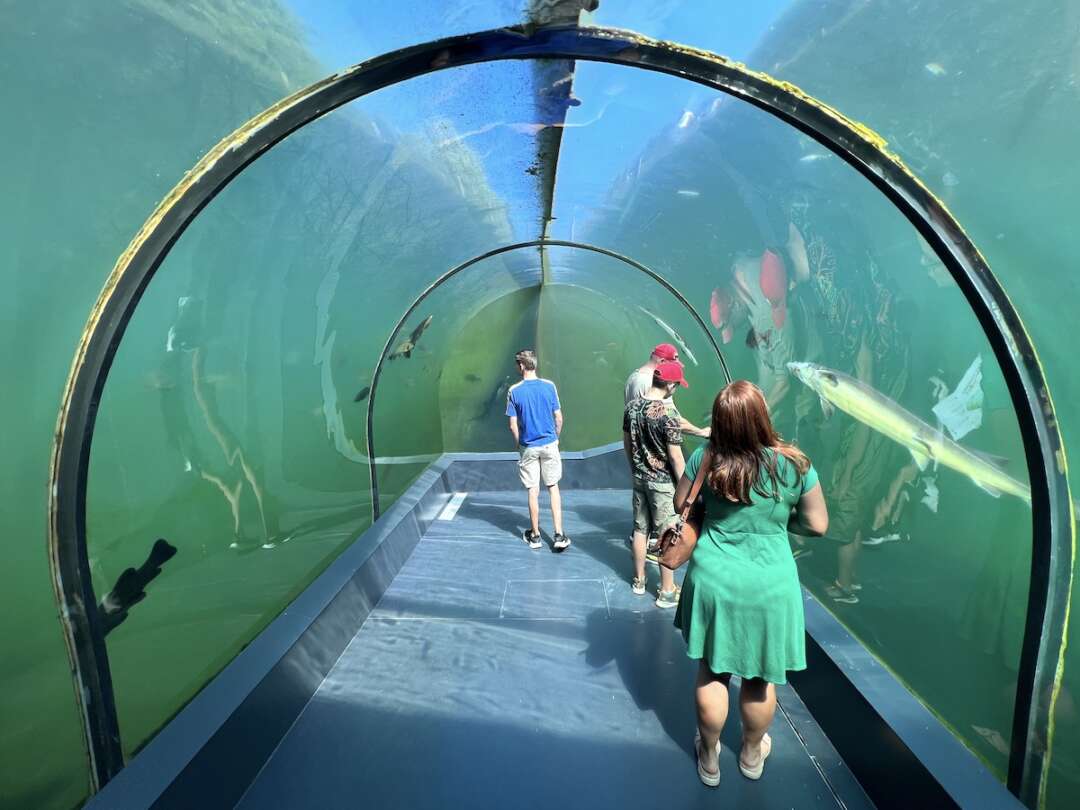 Živá Voda - poznaj podwodny świat bez moczenia się